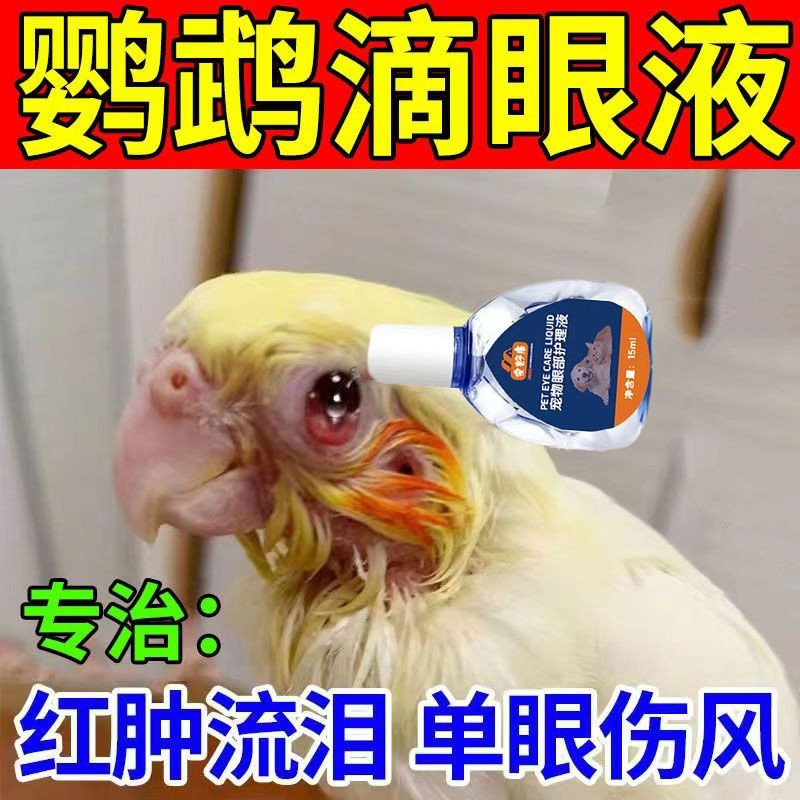 Parrot Monocular Wounded Wind Eyes Inflammation Red Swelling Tears Can ...