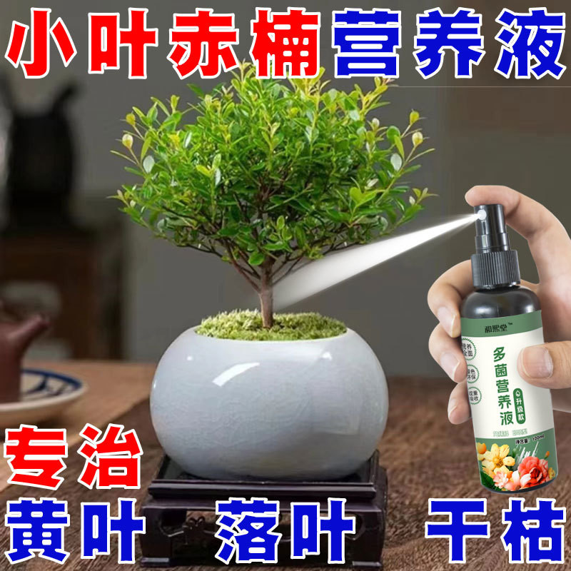 Small Leaf Red Nan Leaf Falling Withered Yellow Leaf Dedicated Bonsai ...