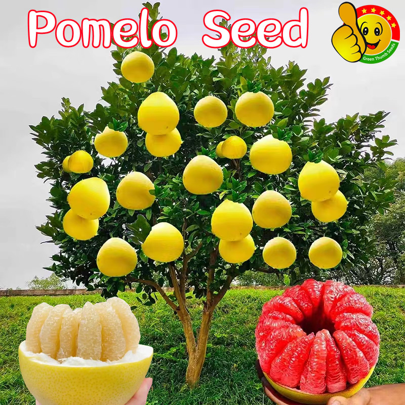 25Seeds Edible Dwarf Pomelo Seed Limau Bali Cepat Berbuah Benih Pokok ...