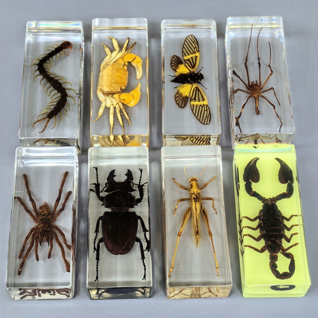 11cm Large Transparent Resin Encased Real Insect Specimens Kids DIY ...