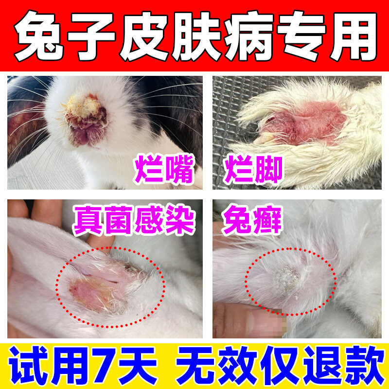 Rabbit Skin Disease Medicine Fungus Infection Hair Loss Fester Rabbit ...