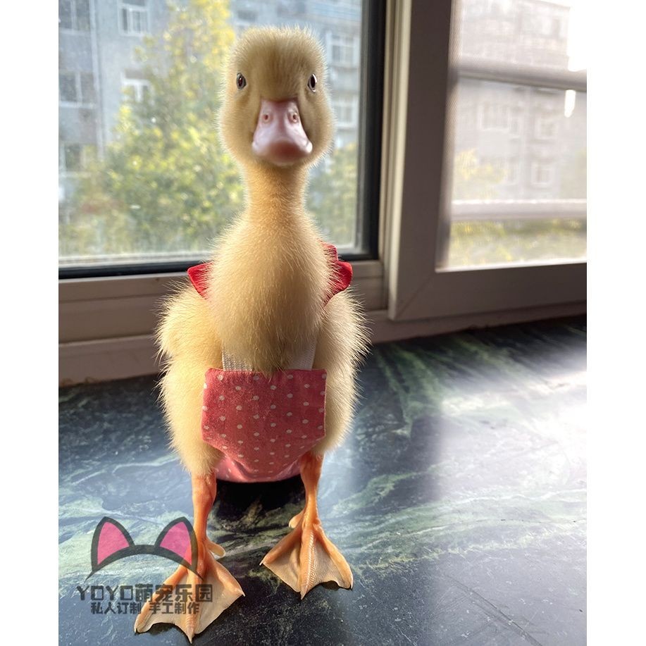 Yoyo Customized Duck Clothes Cole Duck Diapers Pet Ducks Dung Pocket ...