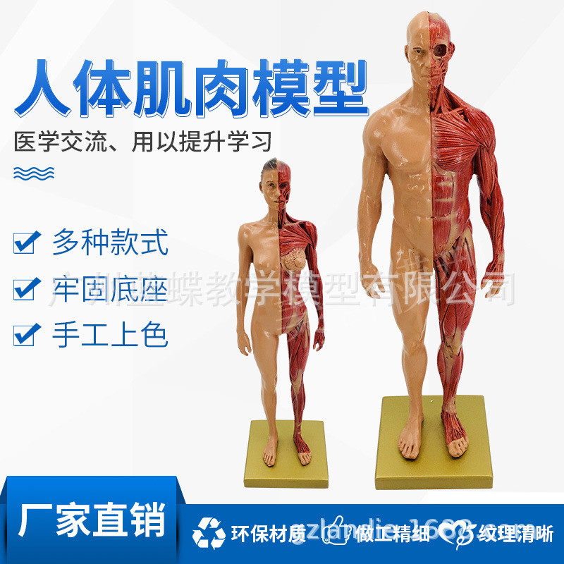 30cm Seni Resin Anatomi Rangka Otot Model Manusia Struktur Model Seni ...