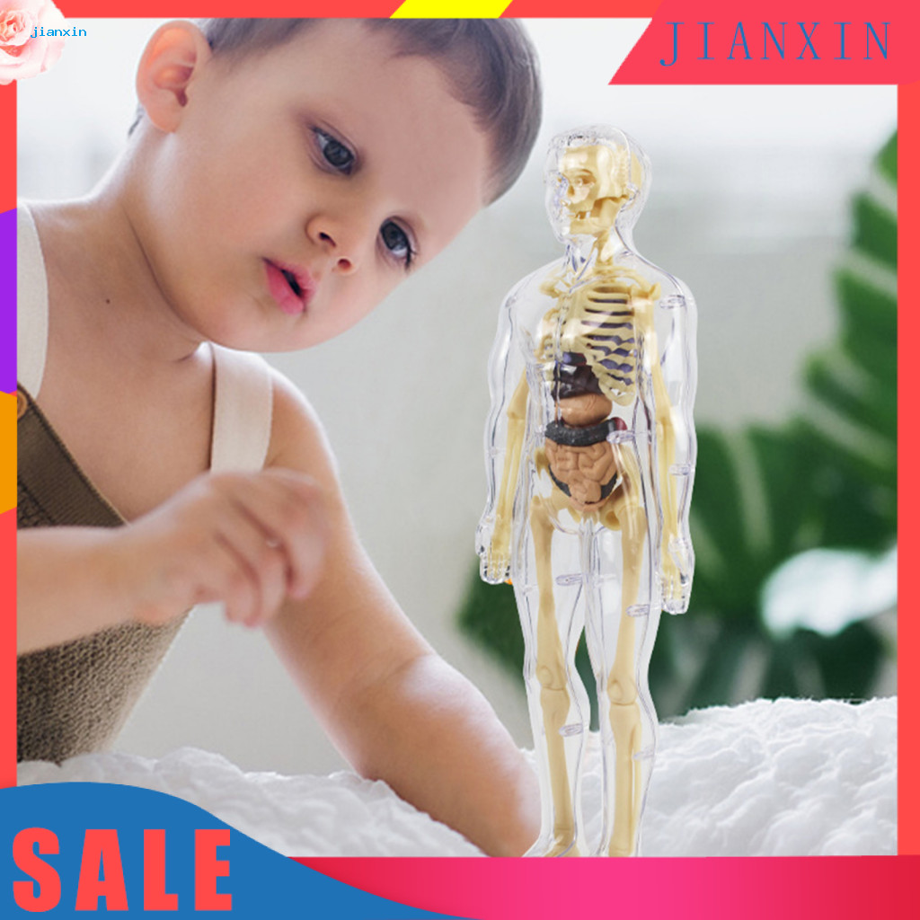 Educational Body Model Detachable Body Model Body Model Set for Kids ...