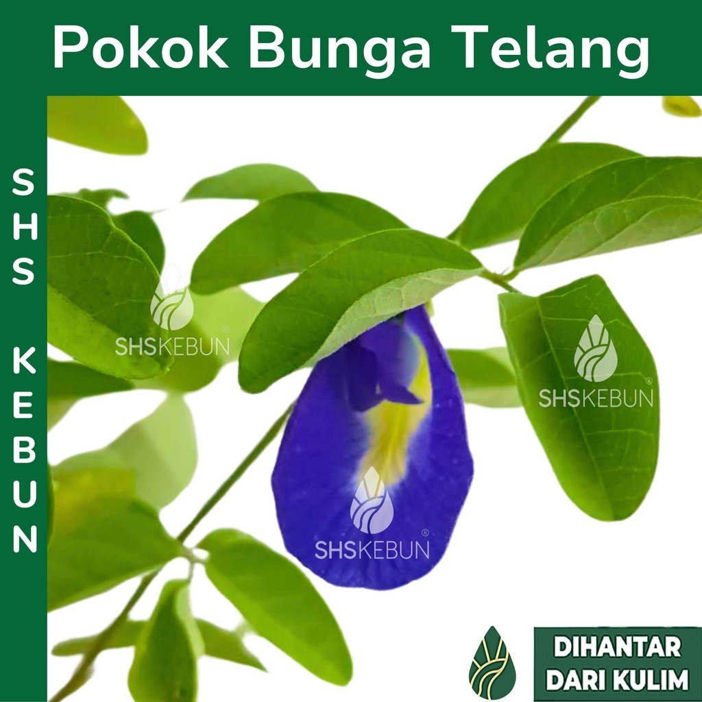 Bunga Telang Butterfly Pea Bunga Biru Blue Pea Kembang Telang 蝶豆花 SHS ...