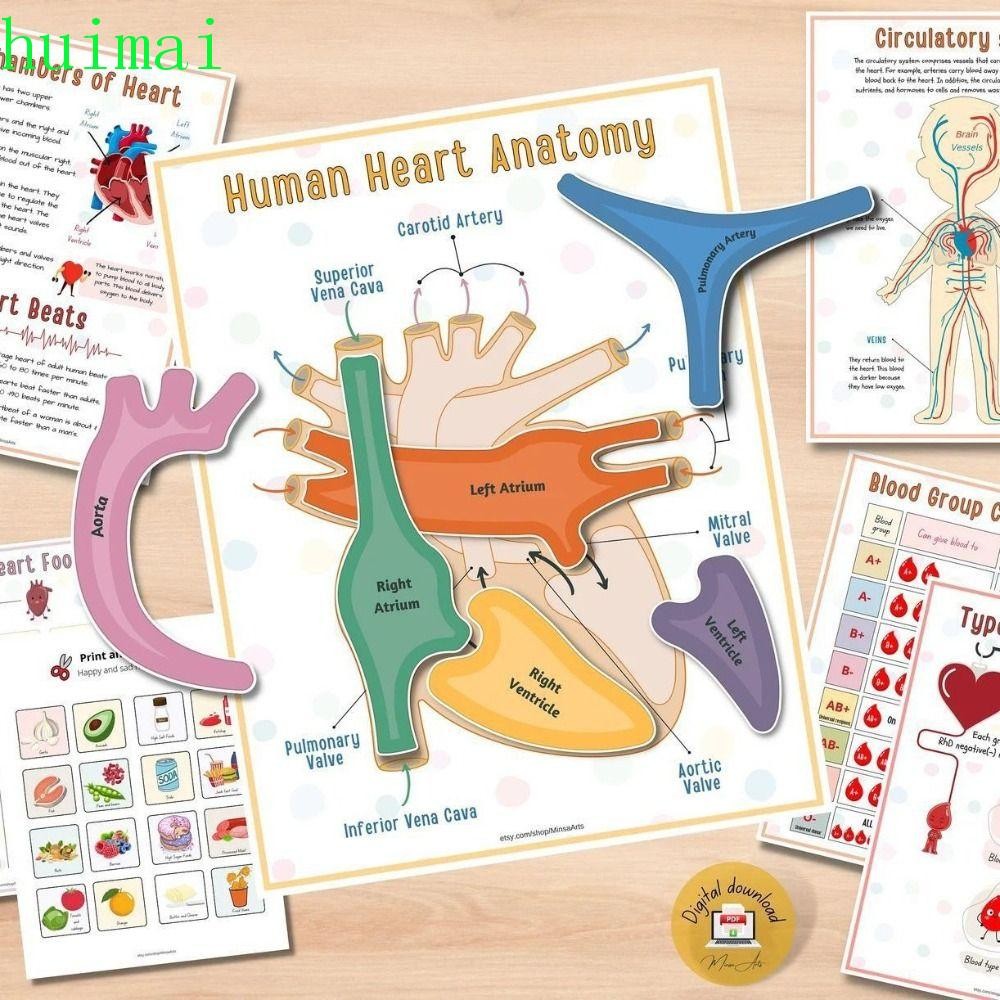 HUIMAI Human Organ Match Quiet Book, Montessori Toys Interactive Human ...