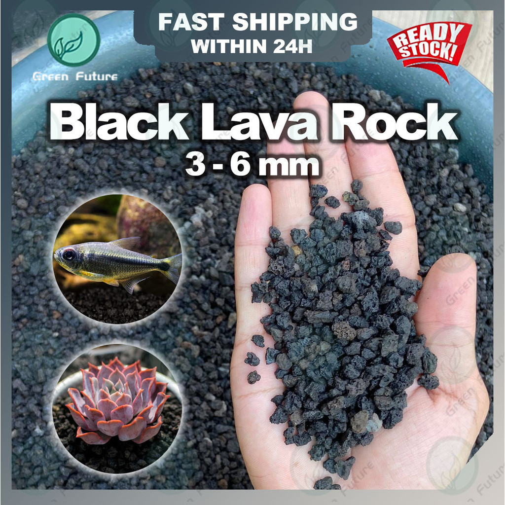 BLACK LAVA ROCK SOIL FOR CACTUS SUCCULENT Batu gunung berapi 黑火山石 pasir ...