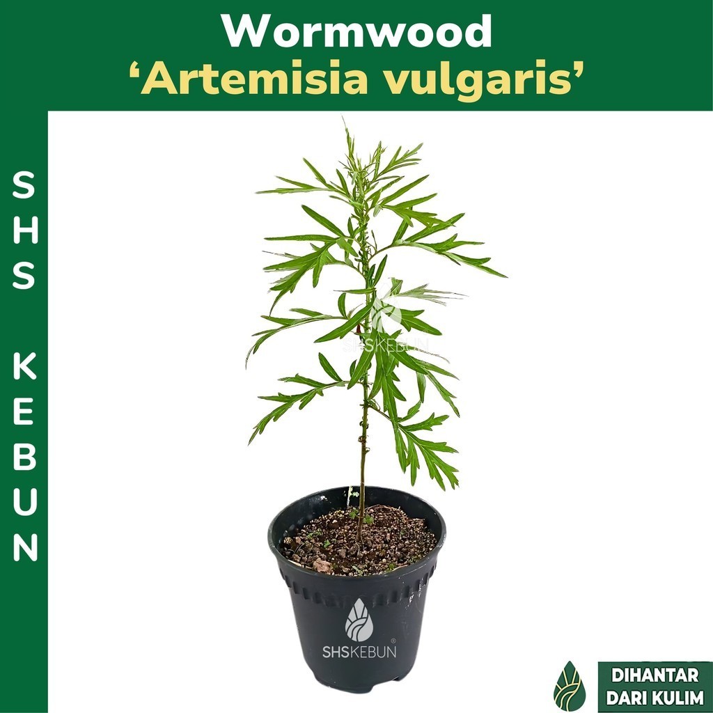 Mugwort Plant Asiatic Wormwood /Artemisia Vulgaris Artemisias Absinthe ...