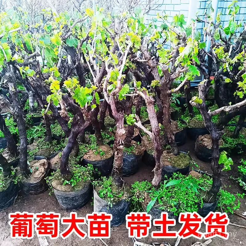 Grape Tree with Soil Extra Large Sunshine Rose Sapphire Peak Potted ...
