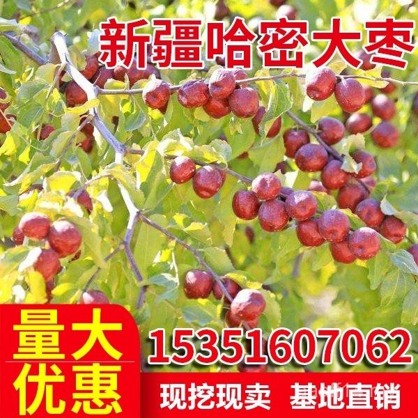 Xinjiang Big Red Date Sapling Grafted Date Sapling Date Sapling Living ...