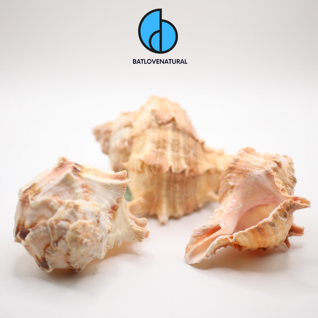 Hexaplex Duplex Shell - Soul Borrowing Screws - Decorative Screw Shells ...