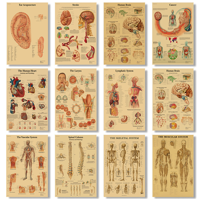 Retro Organ Systems in The Human Body Poster Skeleton Anatomy Wall Art ...