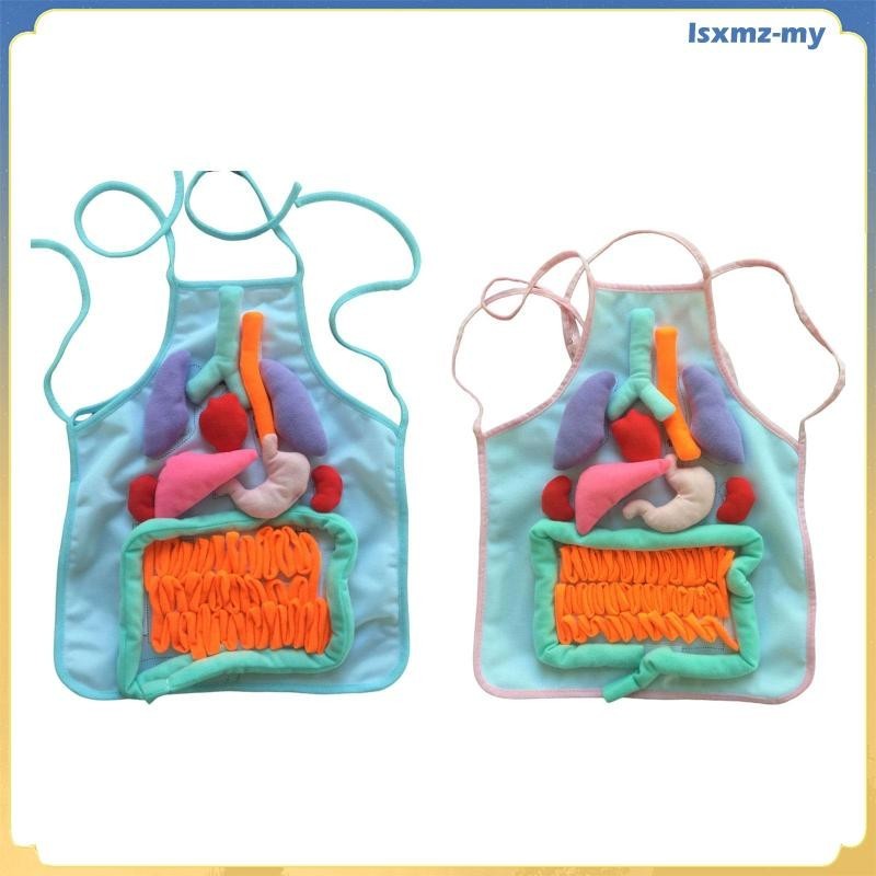 [LsxmzMY] 3D Organ Apron Aprons for Kid Three Dimensional Educational ...