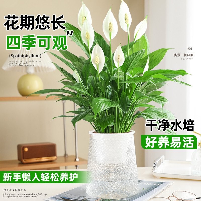 Perahu Licin Tanaman Pasu Anthurium Putih Dalaman Tumbuhan Hijau Bunga ...