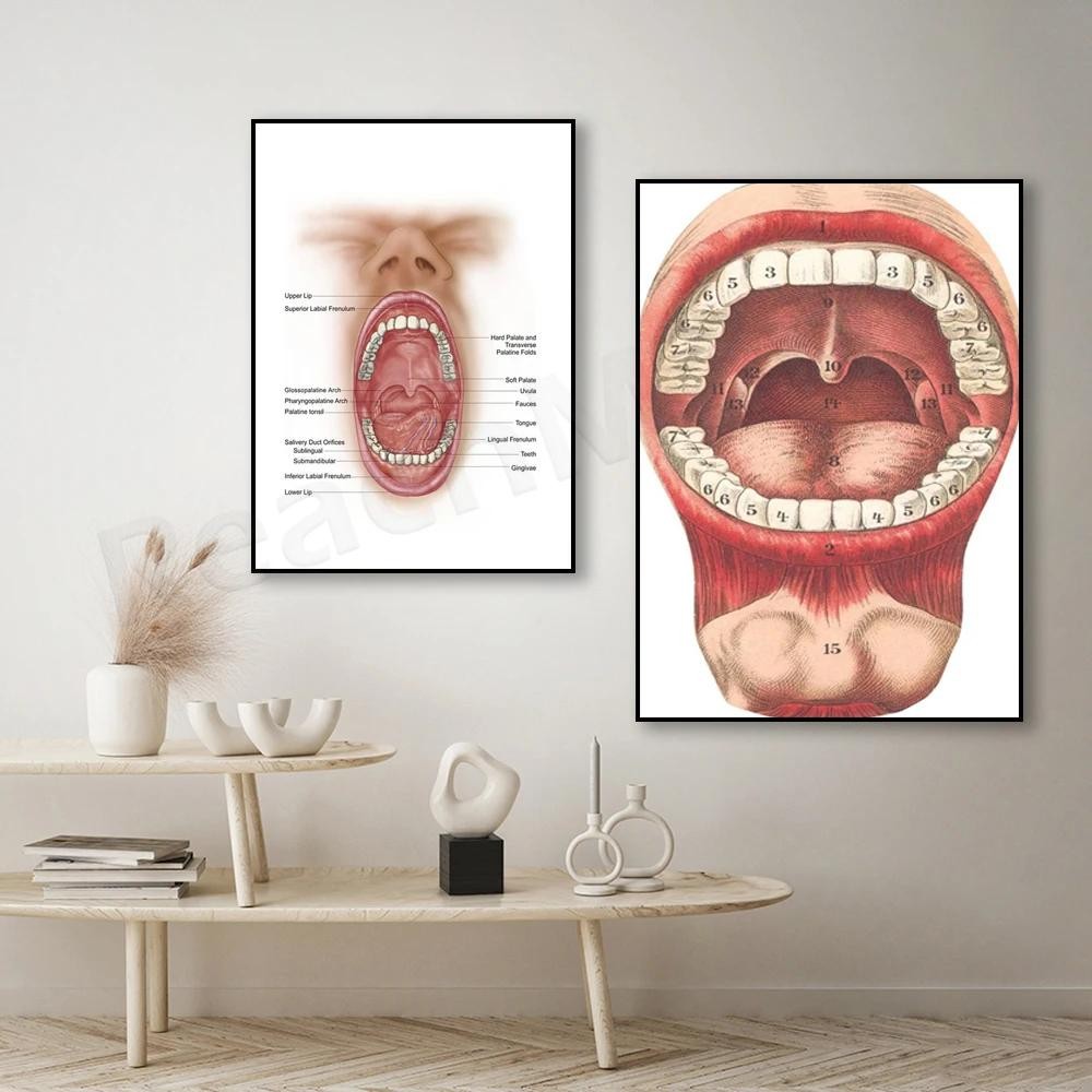 Poster Anatomi Mulut Manusia Terperinci - Seni Dinding Gigi & Mulut ...