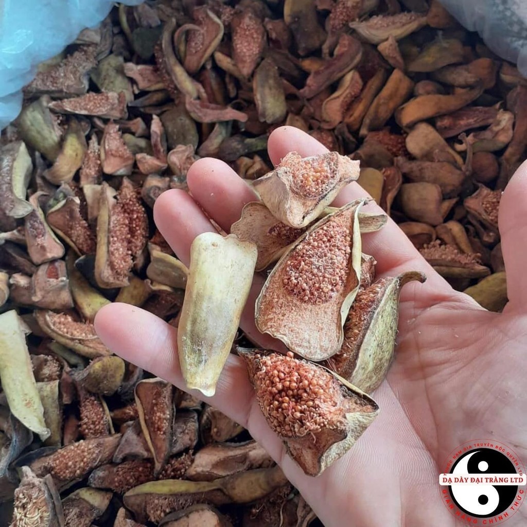 Ancient buffalo fruit, reinvention king, dried buds from fresh wild ...