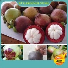 Aanak Pokok Manggis mesta / manggis master hybrid / anak pokok manggis mester Ready Stock ...
