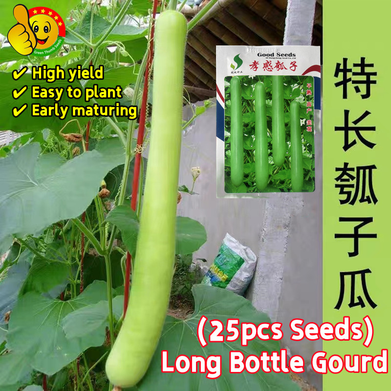 100% Original High Yield Long Bottle Gourd Seeds for Sale (Fresh 25pcs ...