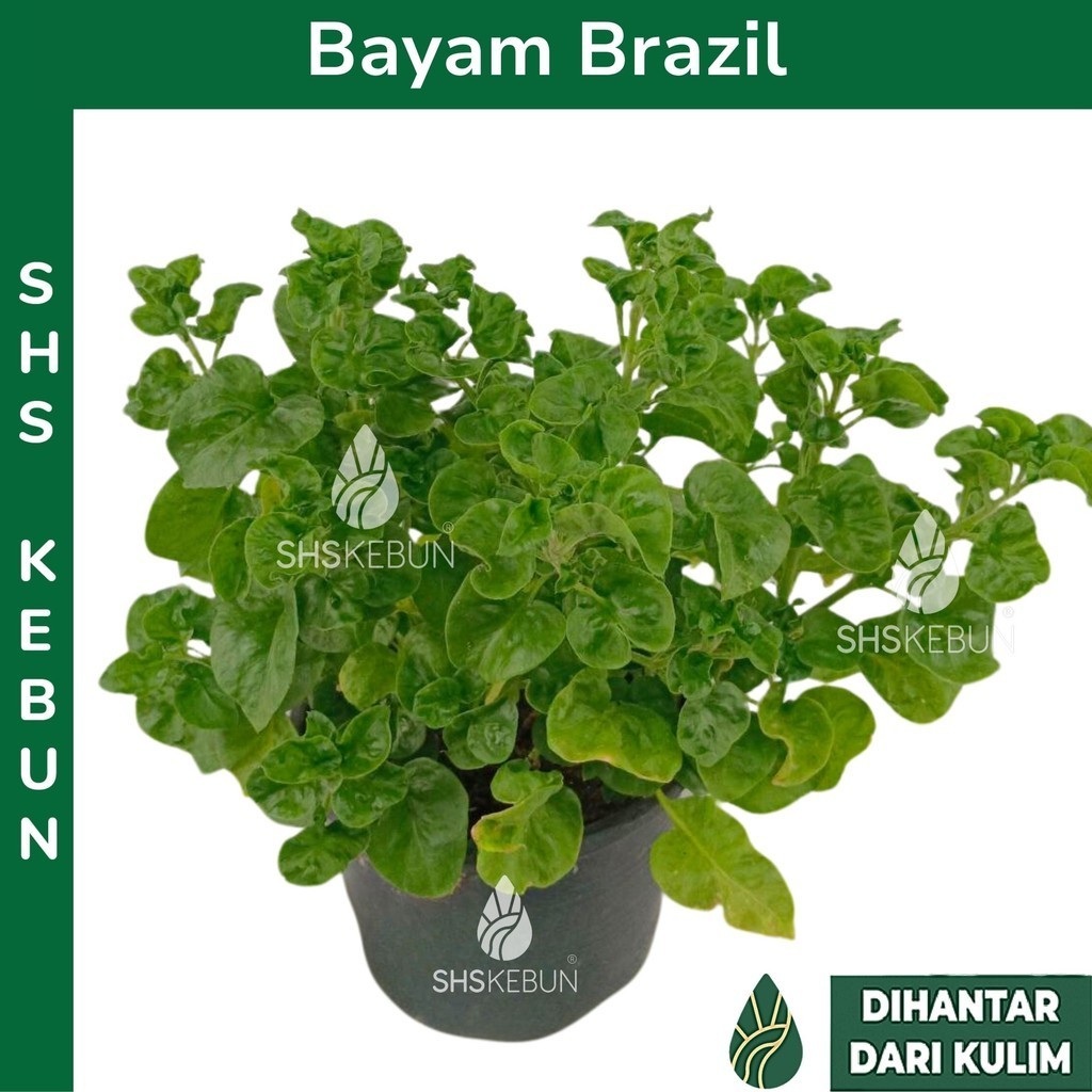 Bayam Brazil Sayur Bayam Althernanthera Sissoo Brazillian Spinach Poor ...