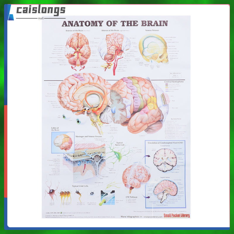 Brain Model for Neuroscience Anatomy Poster Chart Analysis Medical ...
