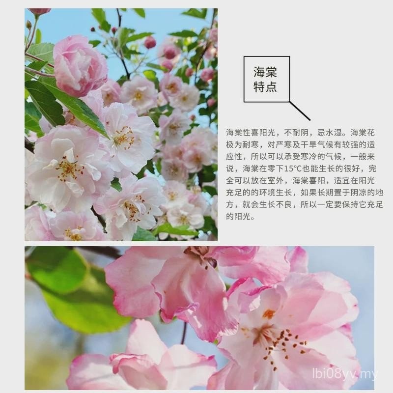 Xifu Begonia Flower Sapling Ground Planting Shredded Begonia North ...
