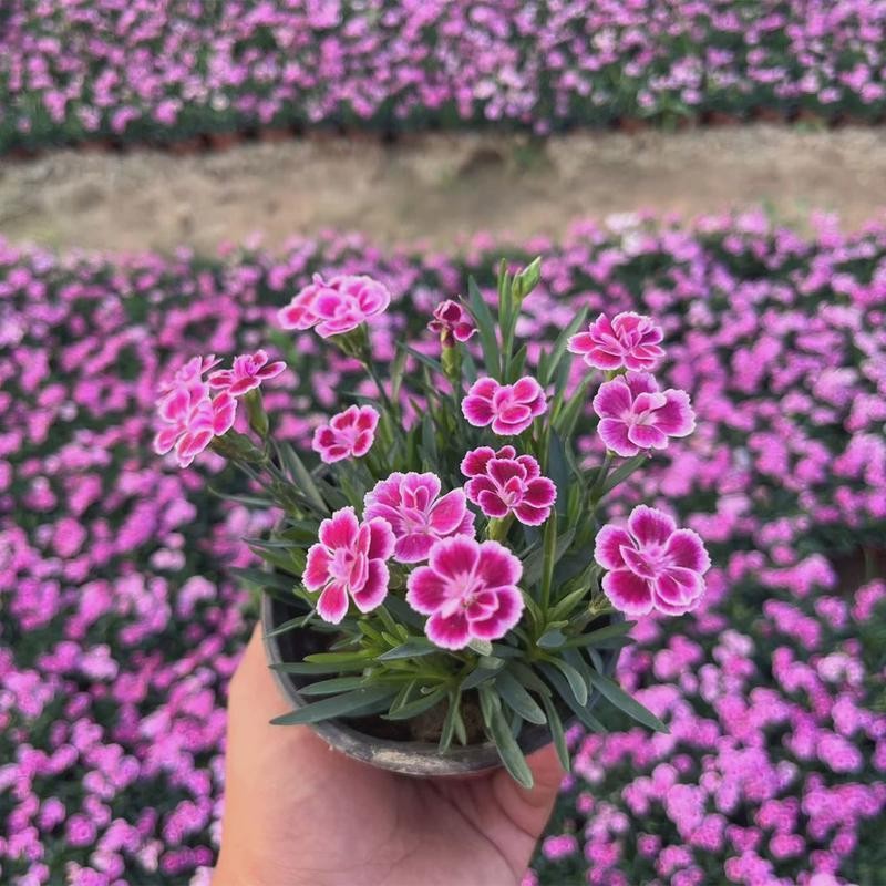 Anak Benih Bunga 'First Kiss' Dianthus Taman Berpasu Kehijauan Sejuk ...