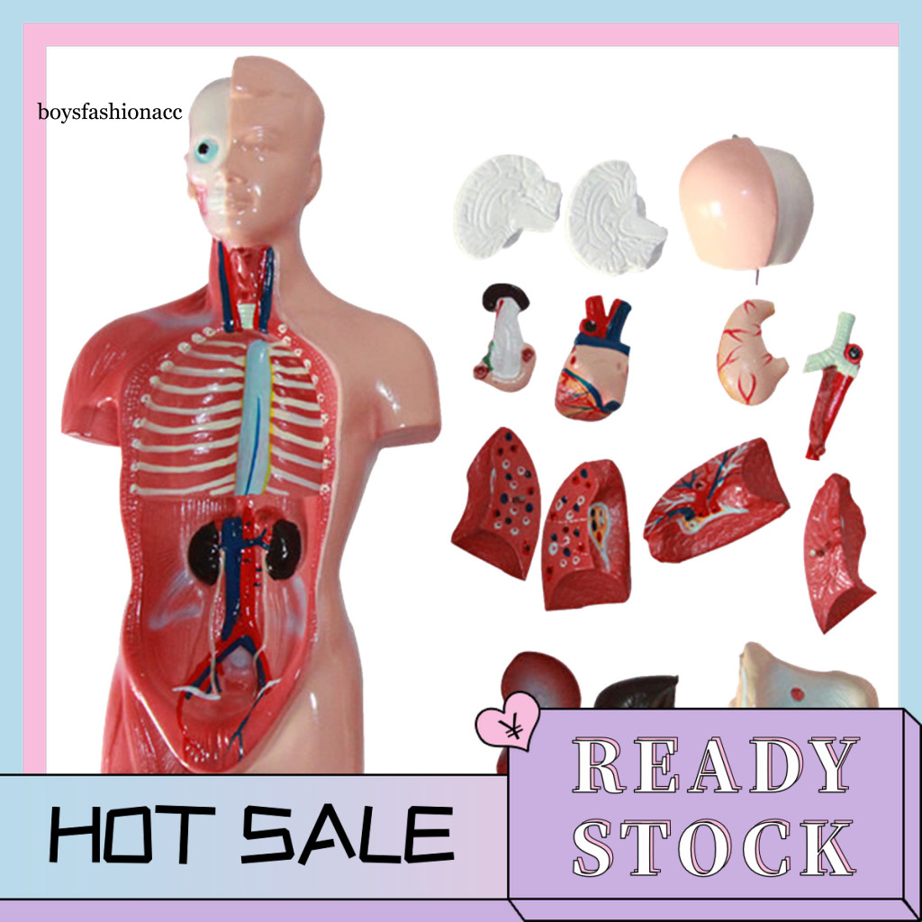 BF 15Pcs/Set Internal Organs Model Educational Anatomical Teaching Tool ...