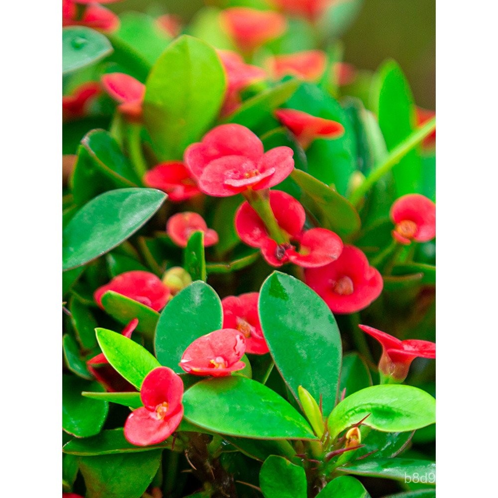 Tumbuhan Bunga Pasu Hua Cai Mei, Mekar Berterusan dalam Semua Musim, Mudah Tumbuh, Tumbuhan ...