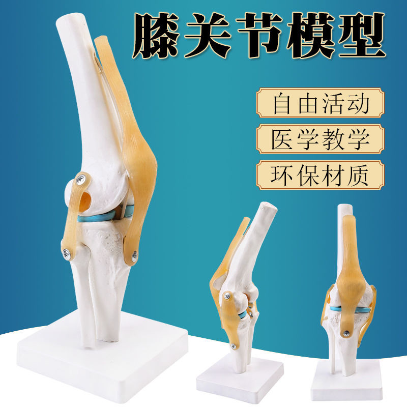 Human Knee Patella Function Model Meniscus Cross Ligament Movable Knee ...