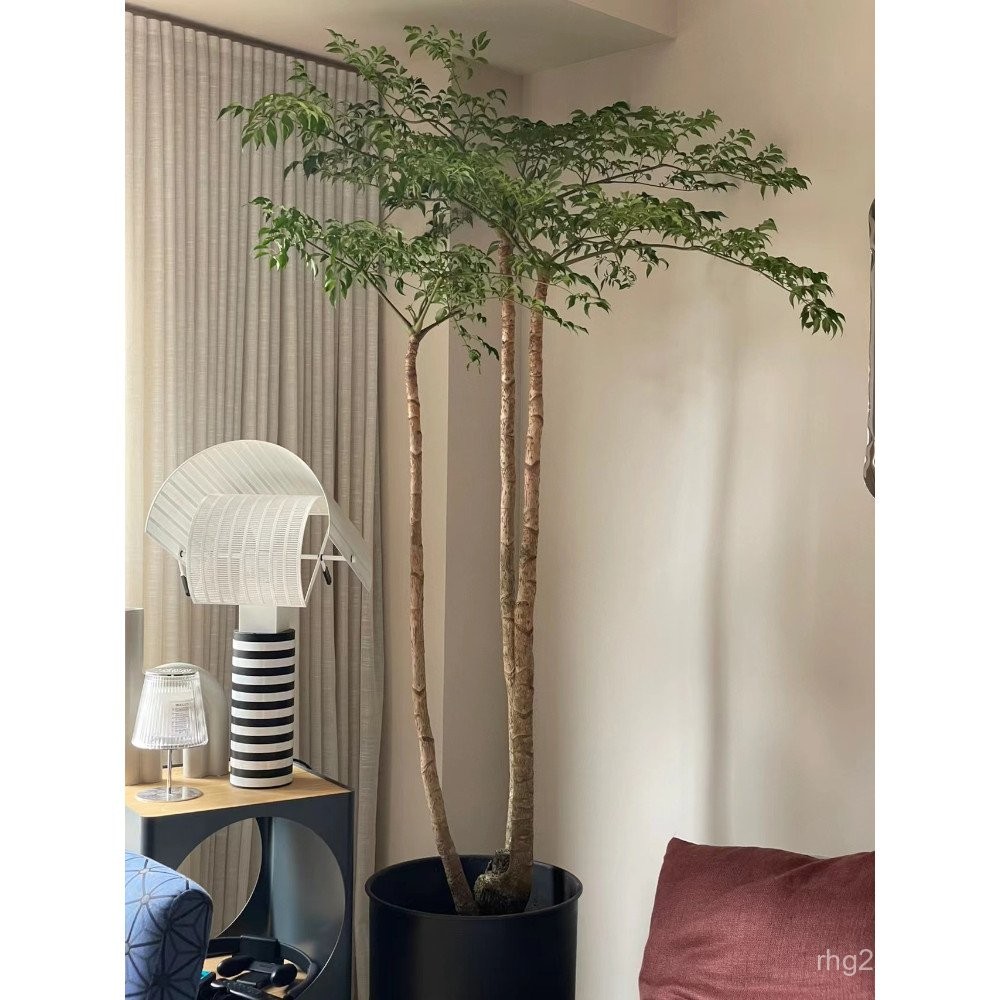 Umbrella Maple Native Old Pile Big Happy Tree Large Potted Plant Indoor ...