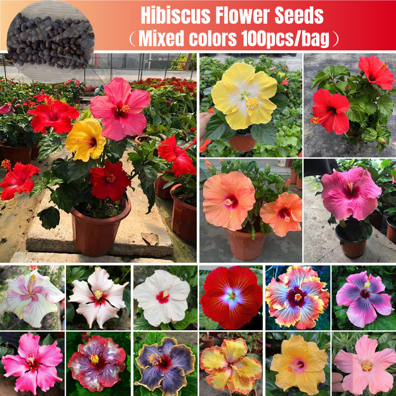 100% Original Mixed Colorful Bunga Raya Hibiscus Flower Seeds for ...