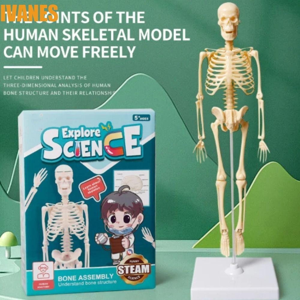 IVANES Bone Model, DIY Assembly Joints Of Human Organ Model, Structural ...