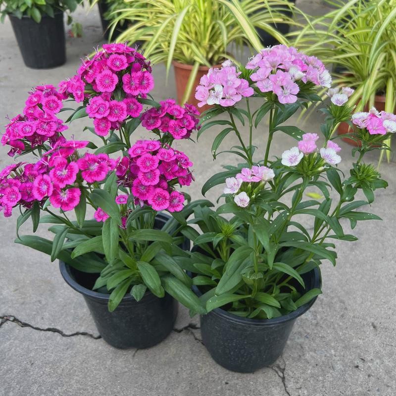 Buluh Batu Pelegrin Buluh Batu Pasu dengan Bunga Anak Benih Besar ...