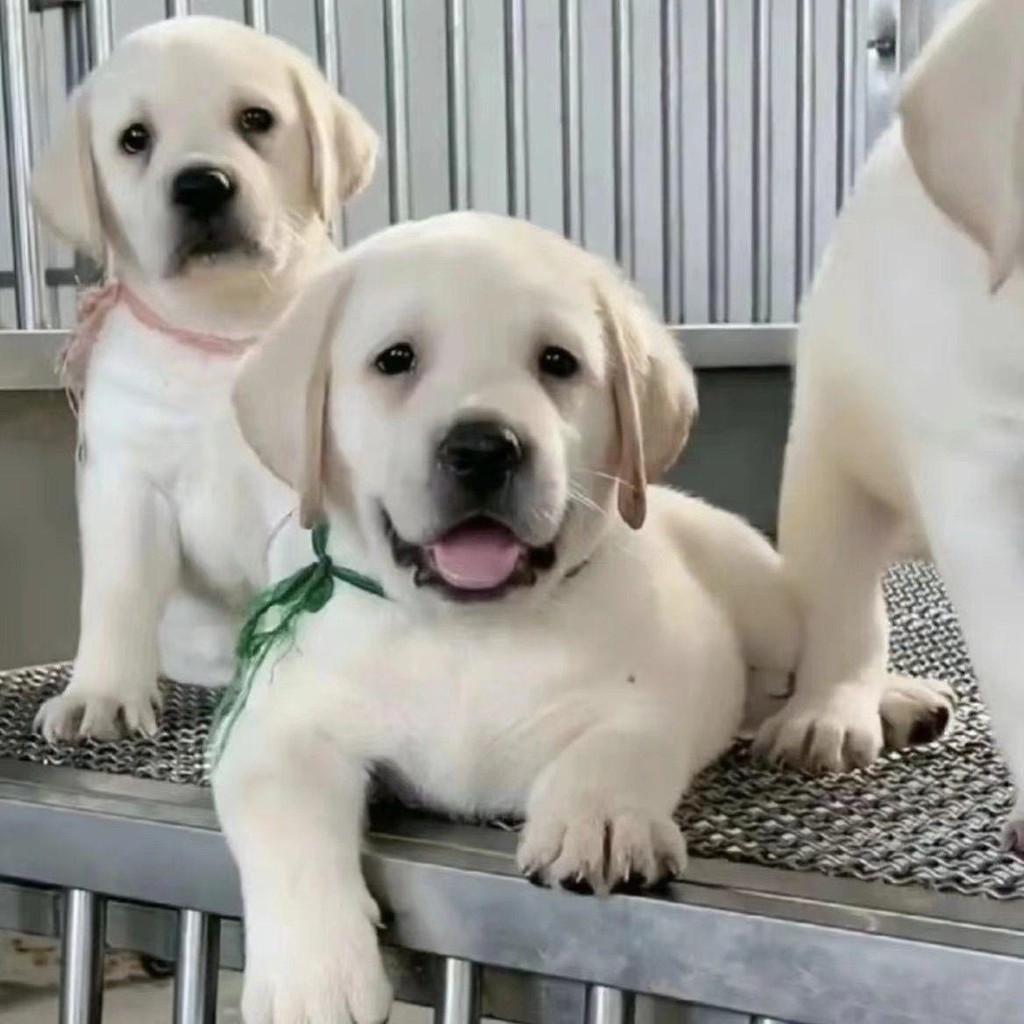 Labrador Retriever Puppy Edisi Kepala Besar Anjing Haiwan Peliharaan ...