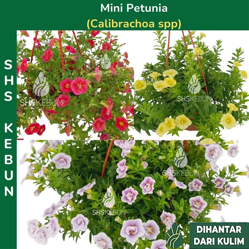 Pokok Bunga Petunia Mini Petunia Pokok Berbunga Live Plant Flower Plant ...
