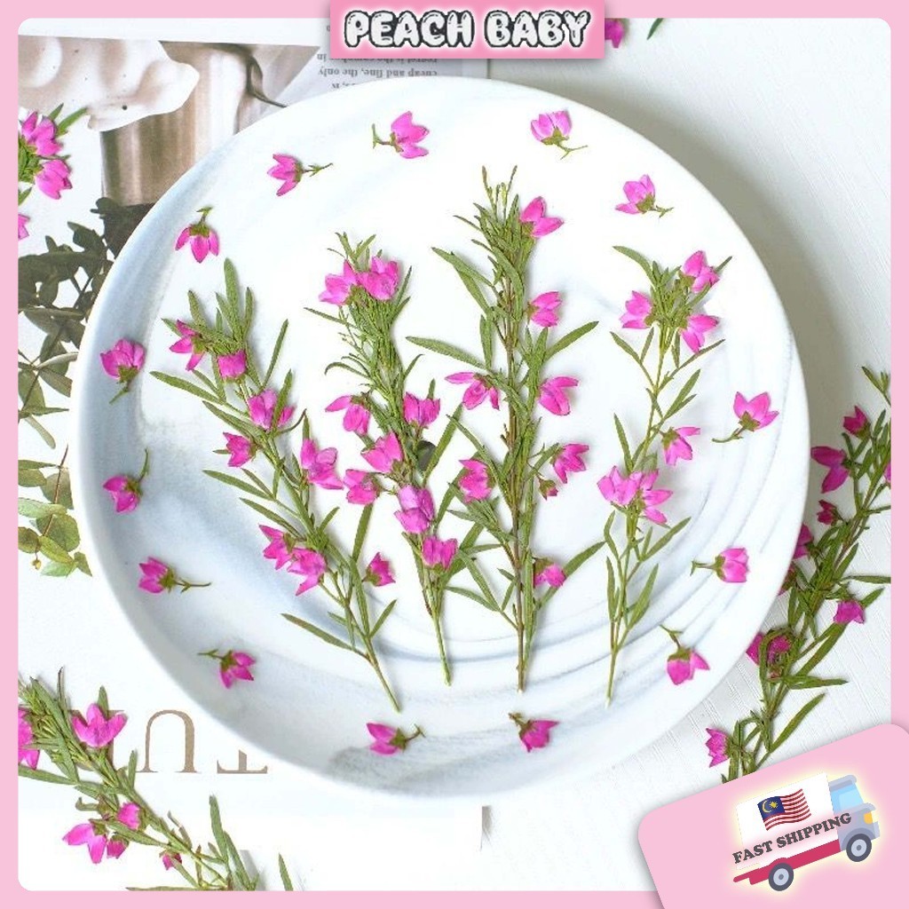 Machilus Dried Pressed Flowers DIY Resin Craft Ab Glue Handcraft Frame ...