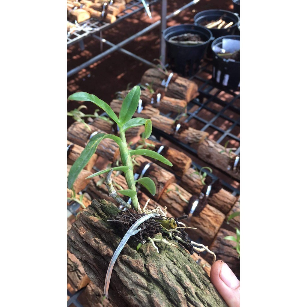 5 Pieces Of Grafted Wood Spread 7-8 cm Wide And 12-16 cm Long | Shopee ...