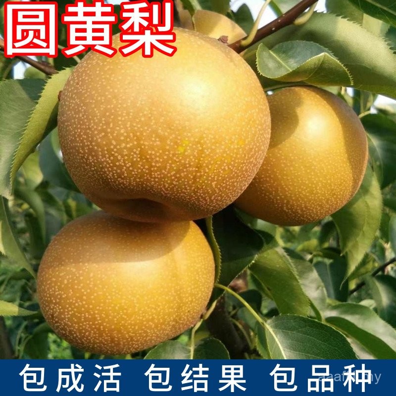 Round Pear Tree Fruit Seedlings North South Courtyard Local Planting ...