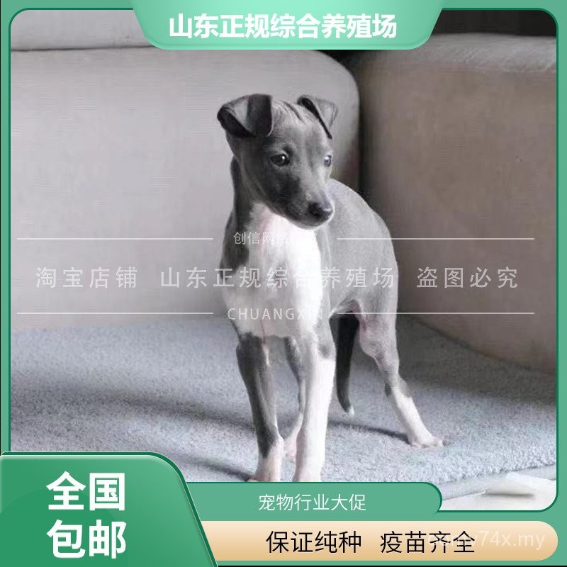 Italian Little Lingti Puppies Pure Breed Influencer Oreo Small Body Dog ...