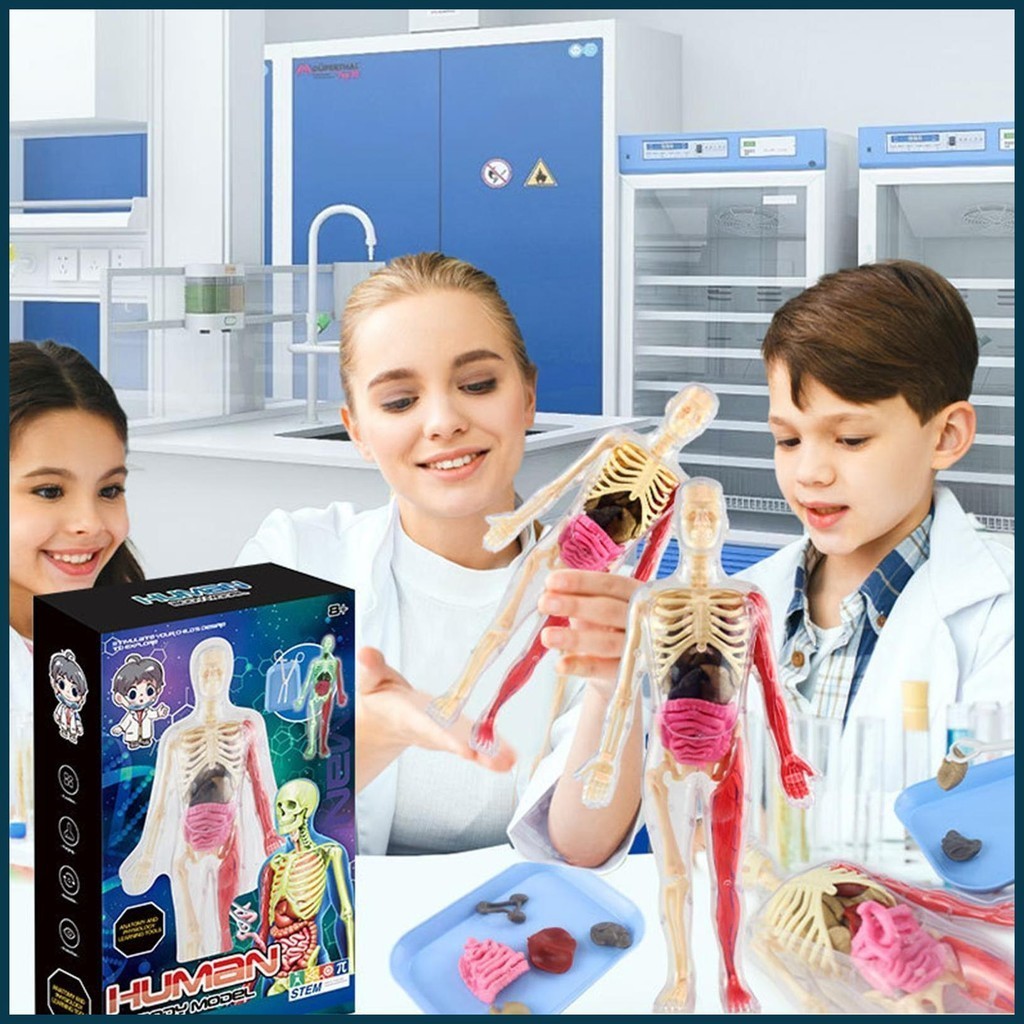 Human Body Model for Kids Anatomy Toys Torso Model Posable Interactive ...
