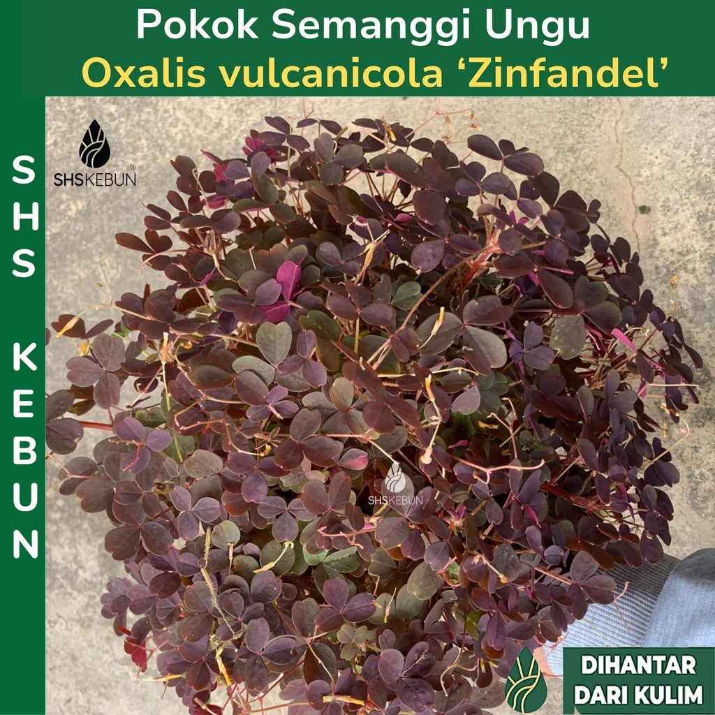 Pokok Semanggi Ungu Oxalis Purple Plant Oxalis vulcanicola ‘Zinfandel ...