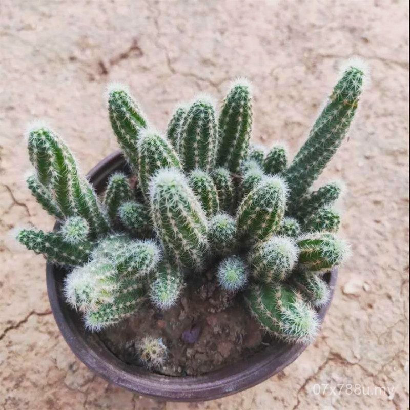 Tumbuhan Sukulen Caterpillar Berbilang Kepala Kluster Bunga Kaktus Meja ...