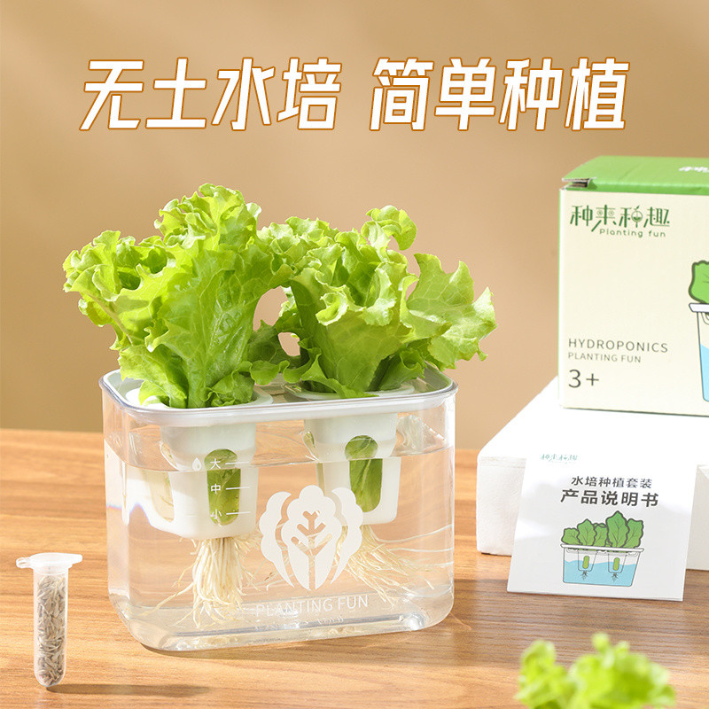 Shopee Official [12,000 People Praise] Kindergarten Hydroponic Lettuce ...