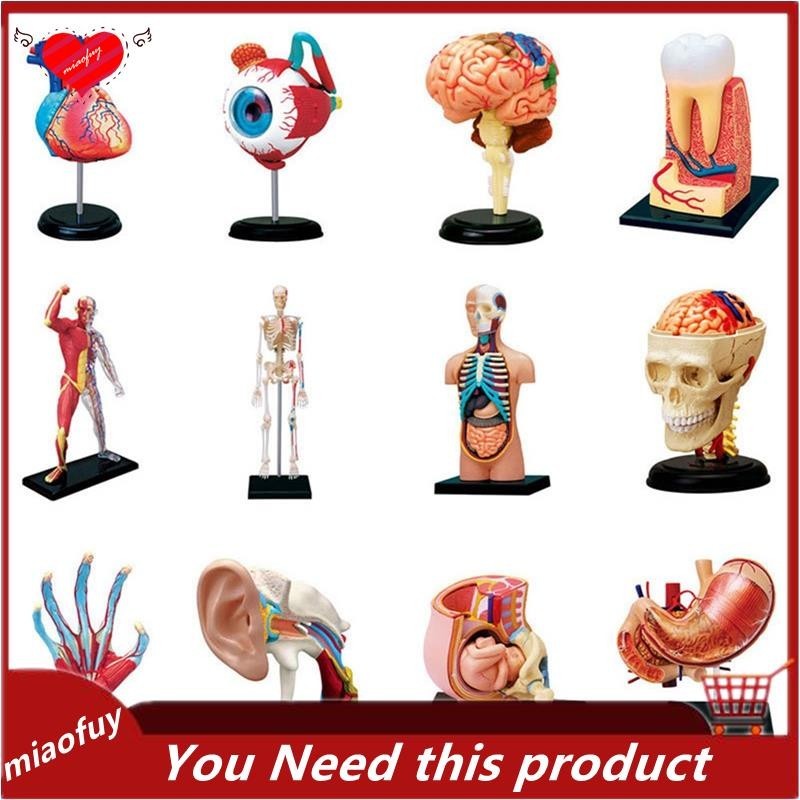 [OnLive] Medical-Torso Human Body Model Removable Parts Education ...