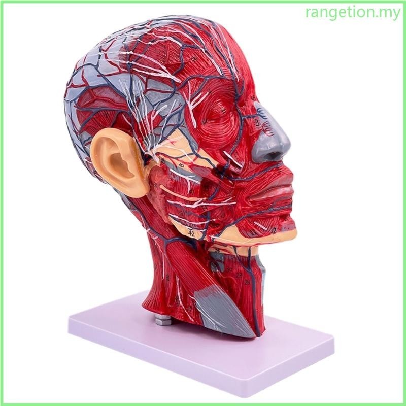 RAN Human Surface Neurovascular Model Anatomical Head Teaching Model ...