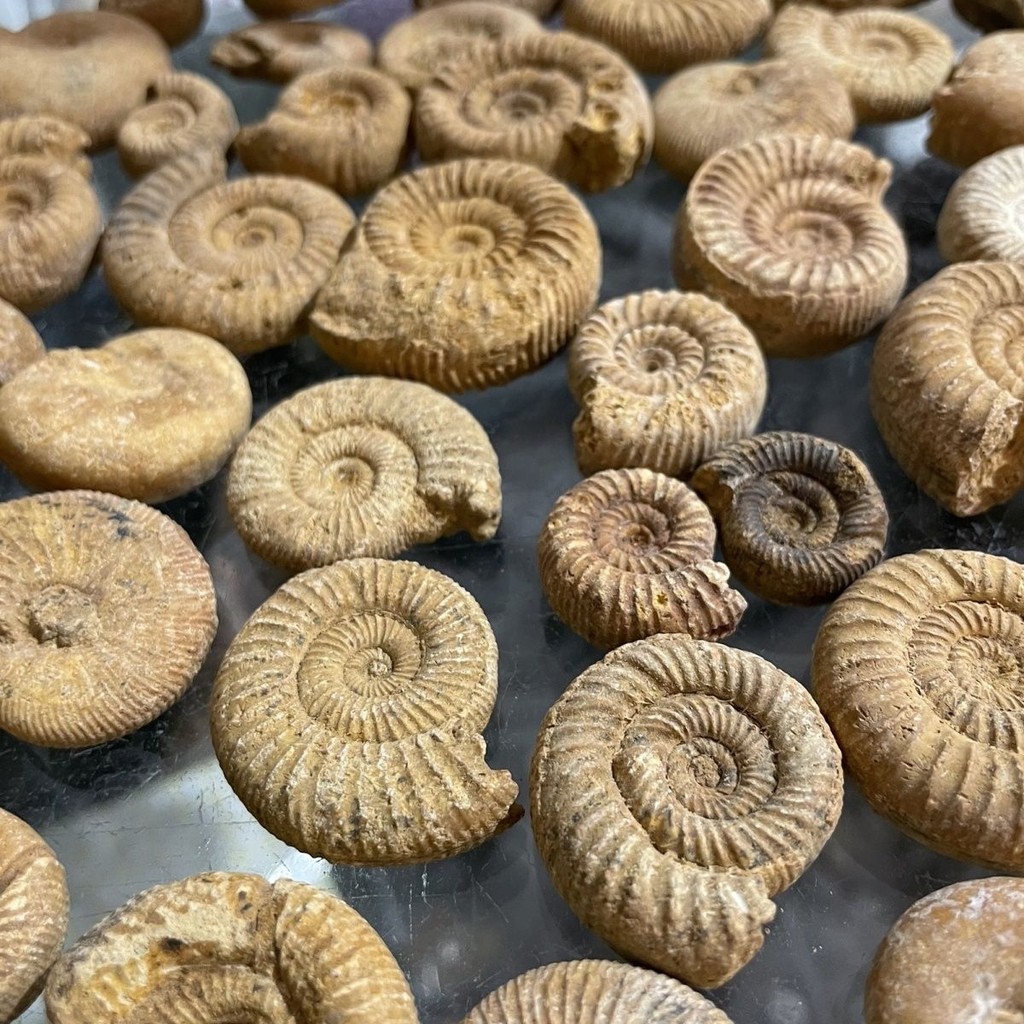 93% positive reviews Pavlov ammonite paleontological fossil teaching ...