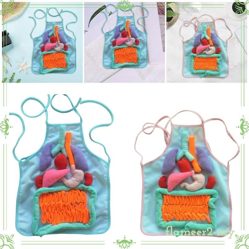 [FlameerdbMY] 3D Organ Apron, Human Body Model, Scientific Educational ...