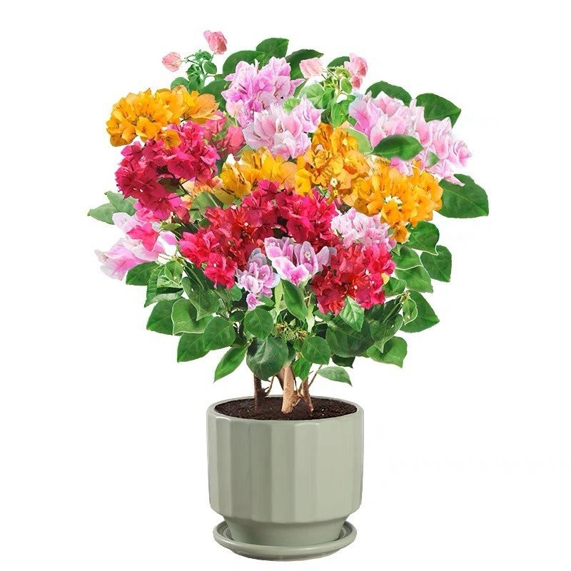 Tumbuhan Bunga Malar Hijau Bougainvillea Anak Benih Besar Berpasu ...