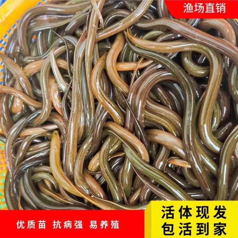 Bekalan Terus dari Tapak Memancing: Goreng Ikan Belut Kuning, Goreng ...