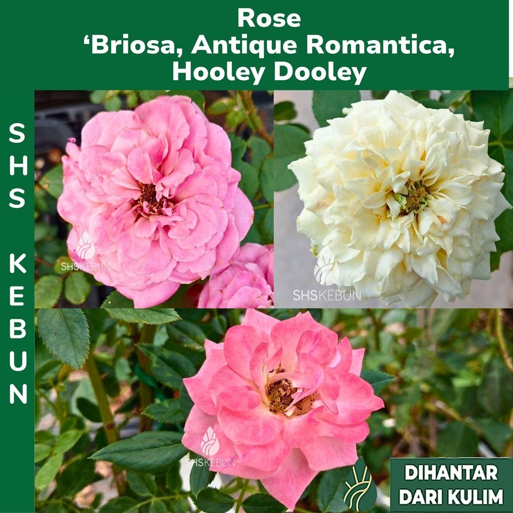 Pokok Bunga Ros ID Briosa Rose Antique Romantica Hooley Dooley Rose ...